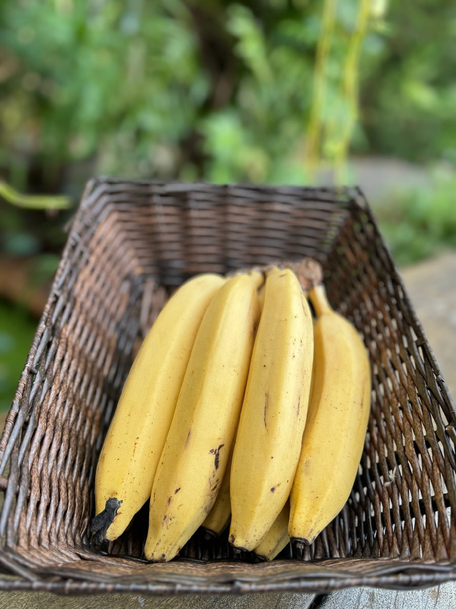 Banana Lady Finger Cert. 500g – Ground Grocer